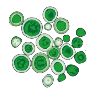 Kombu – geschmackvolle Algenküche | Algenladen